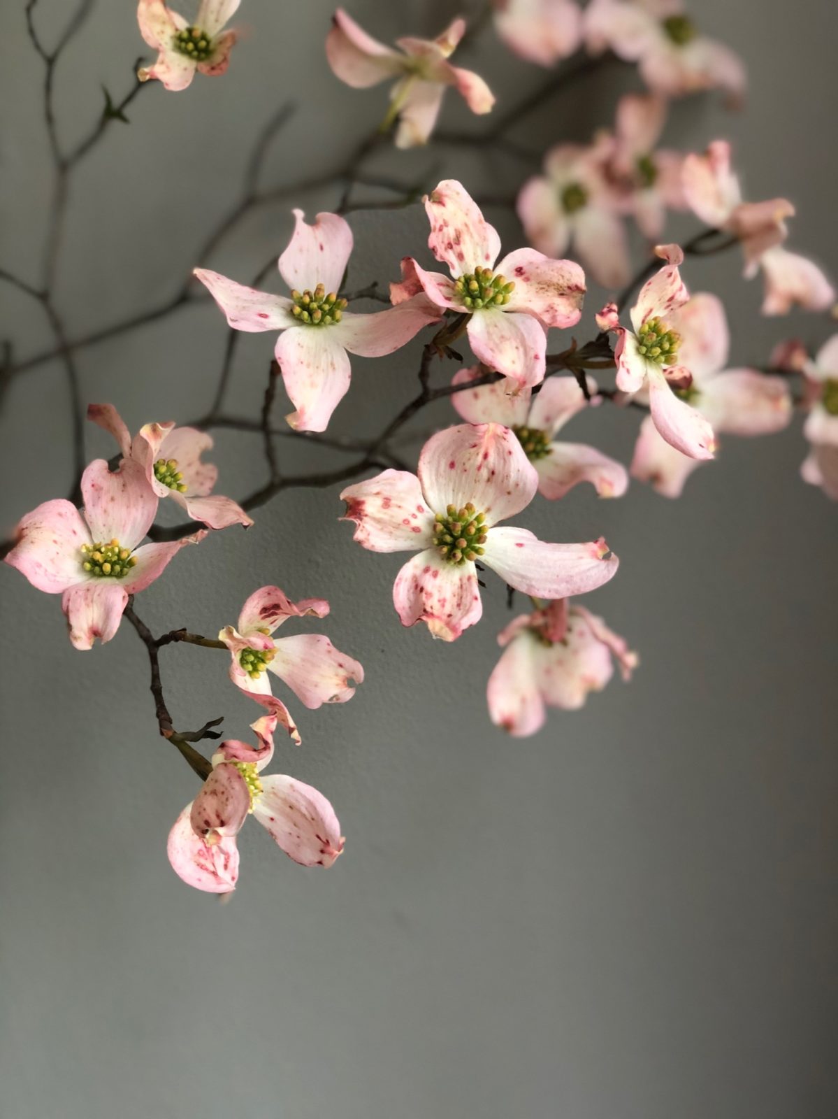 My Top Tips for Working With Woody Stems - thefloralcoach.com